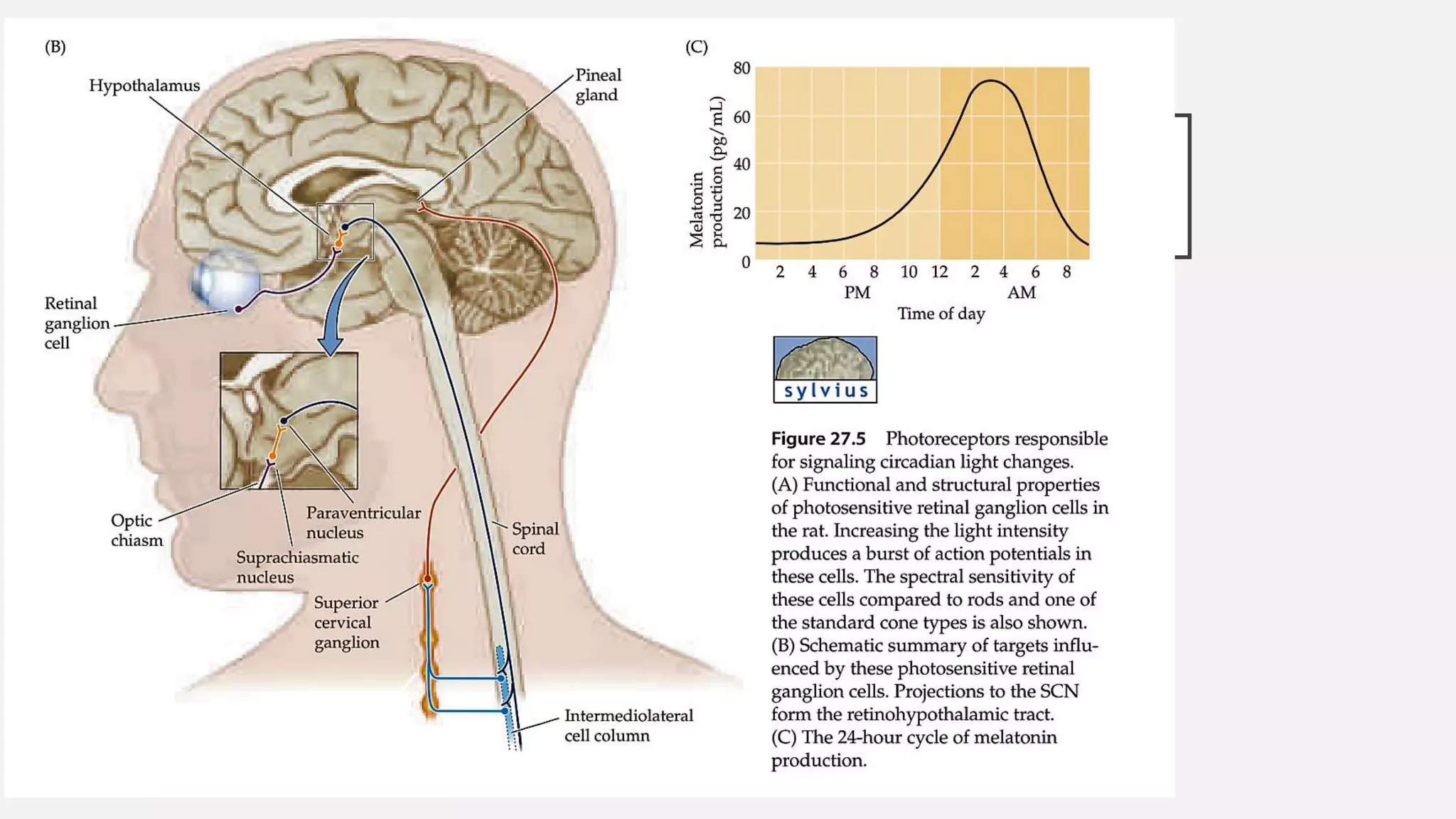 visual pathways | PPTX