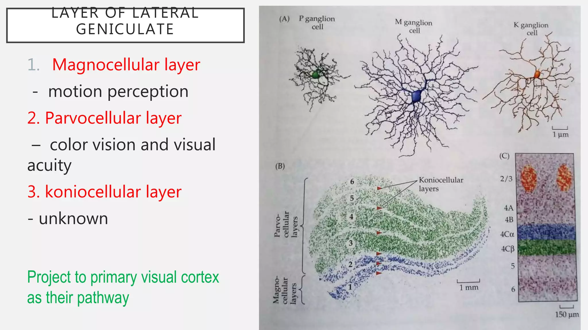 visual pathways | PPTX