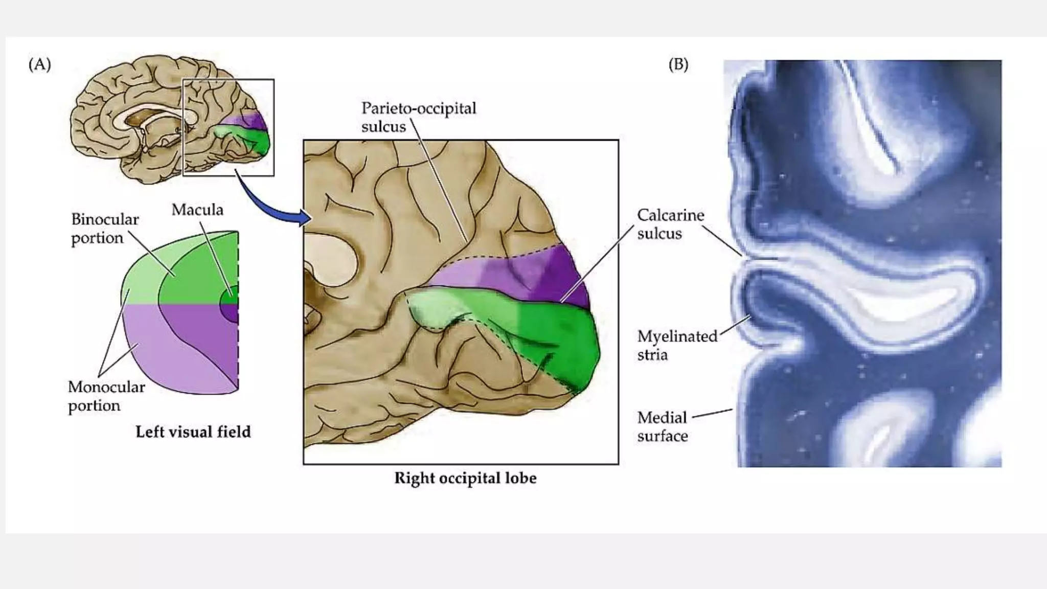 visual pathways | PPTX