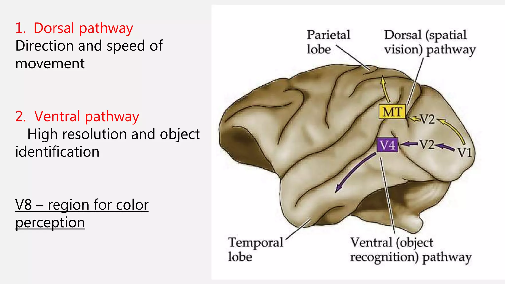 visual pathways | PPTX