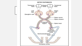visual pathways | PPTX