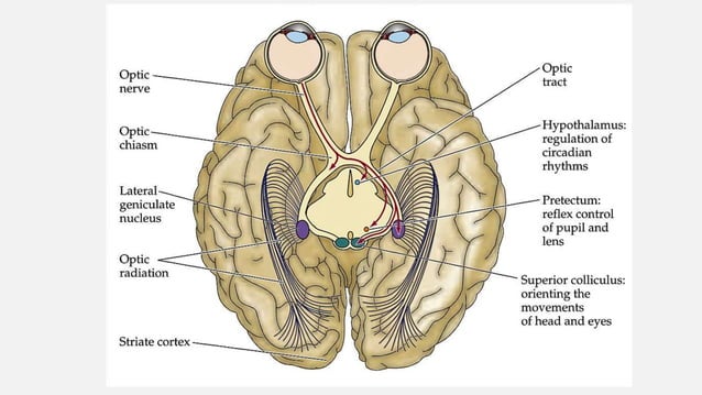 visual pathways | PPTX