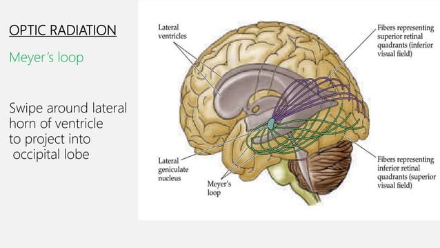 visual pathways | PPTX