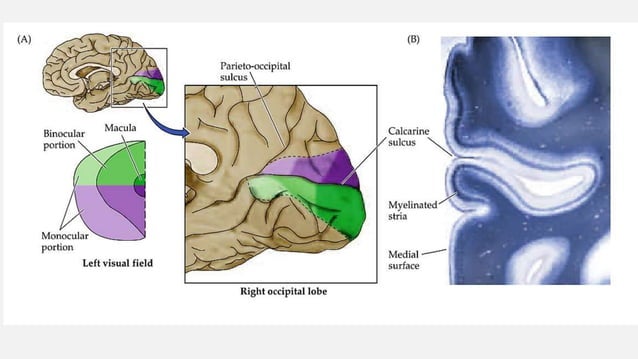 visual pathways | PPTX