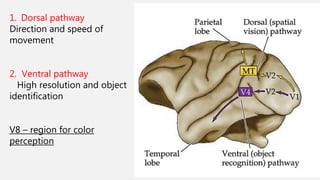visual pathways | PPTX