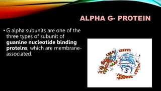 Sapiens Evolution | PPT