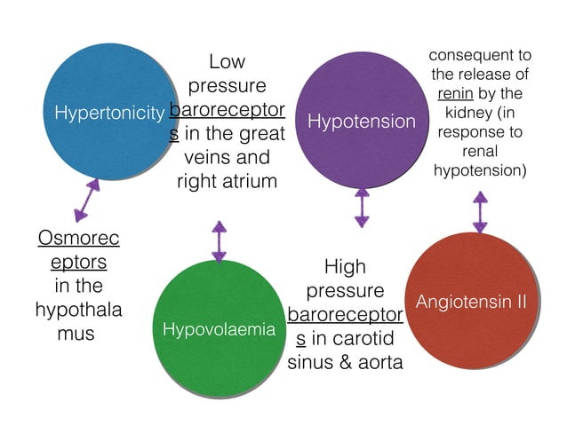 Physiology of thirst | PPT | Heart and Cardiovascular Diseases ...