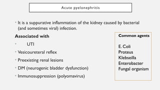 acute pyelonephritis ab. d | PPT | Infectious Diseases | Diseases and ...