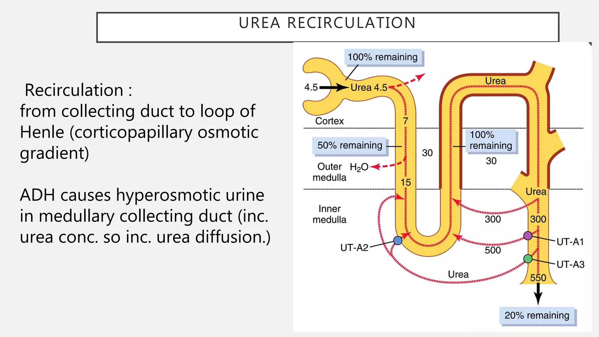 urine changes | PPTX