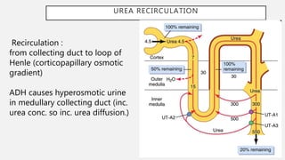 urine changes | PPT
