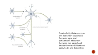 Nervous system: Transmission from nerve to muscle | PPT