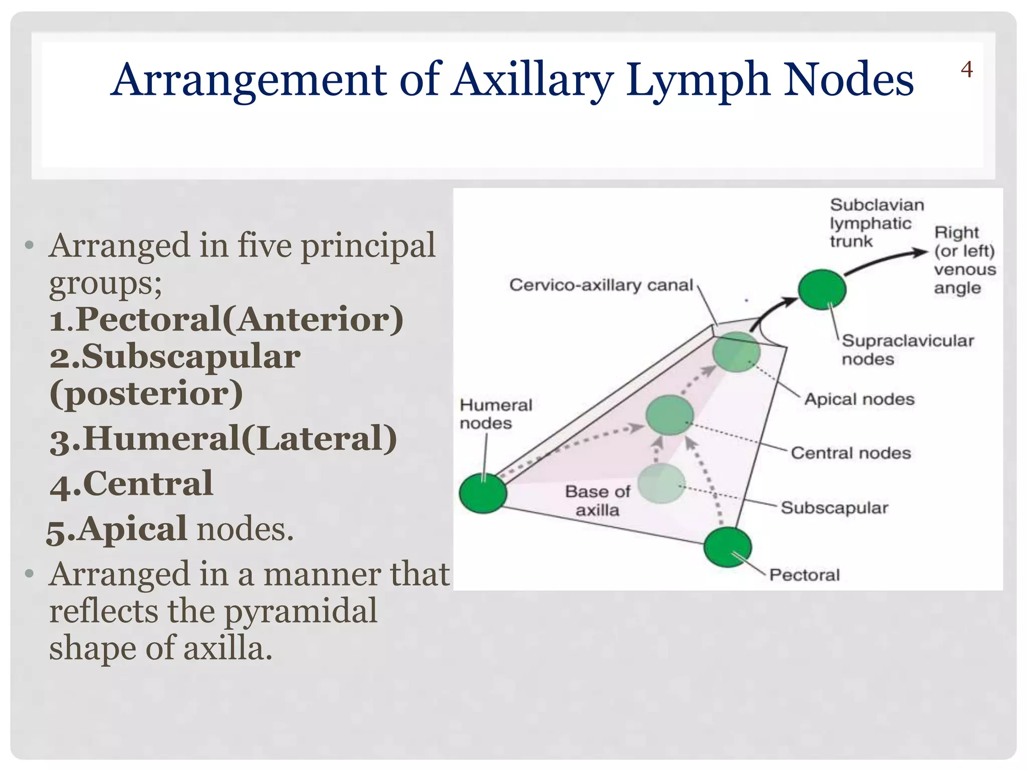 Lymph nodes | PPT