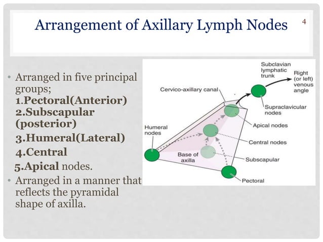 Lymph nodes | PPT