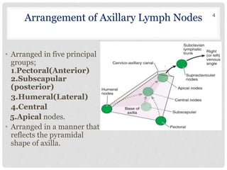 Posterior Axillary Lymph Nodes