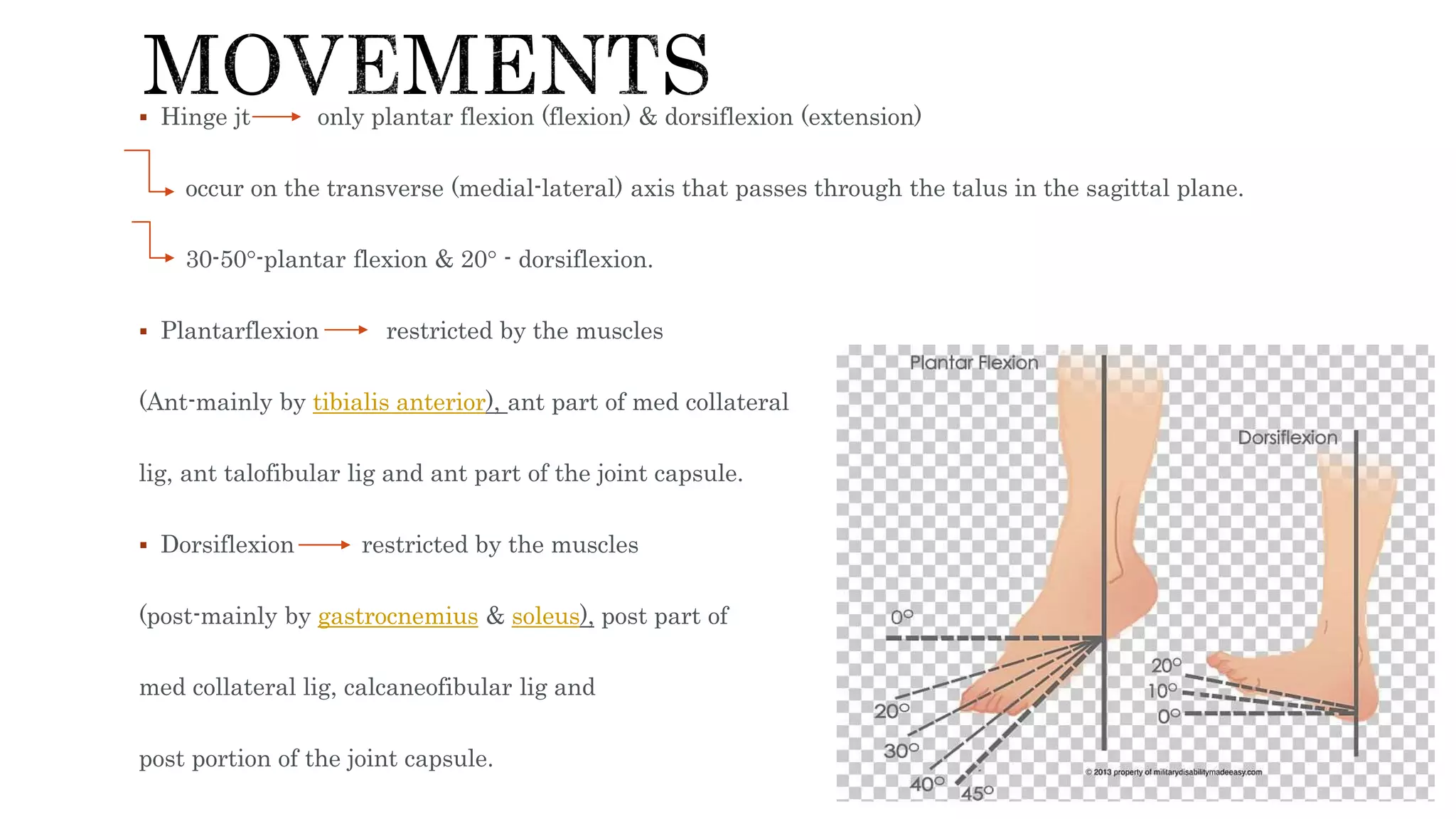 Anatomy of Ankle Joint | PPTX