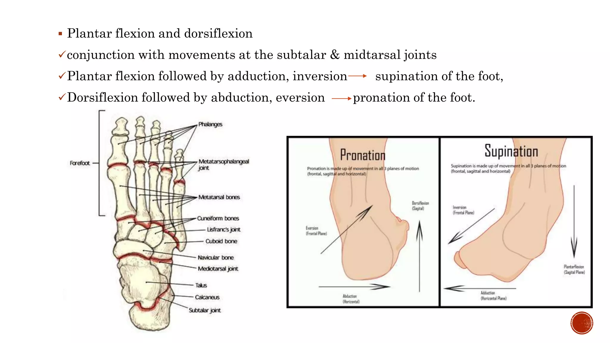 Anatomy of Ankle Joint | PPTX