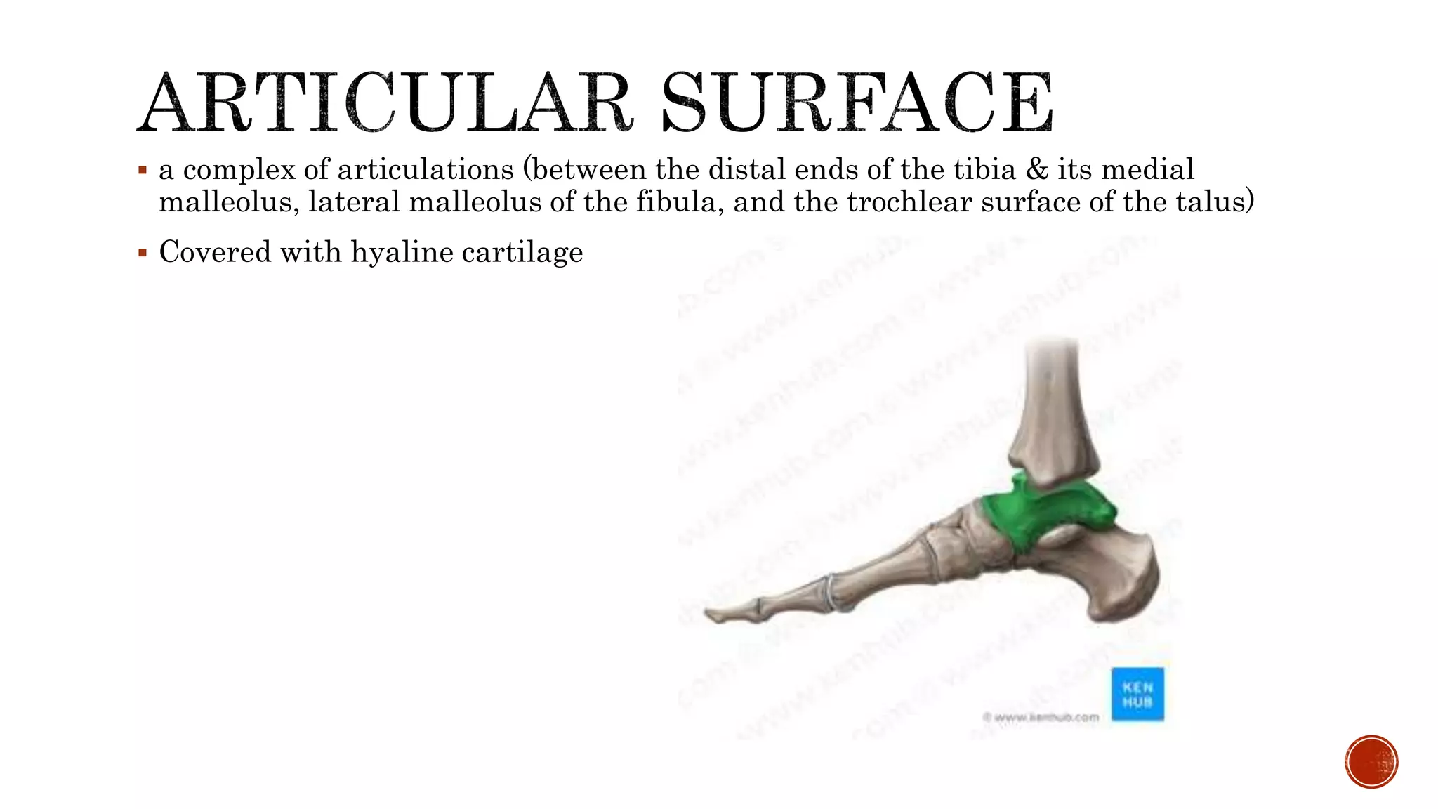 Anatomy of Ankle Joint | PPTX
