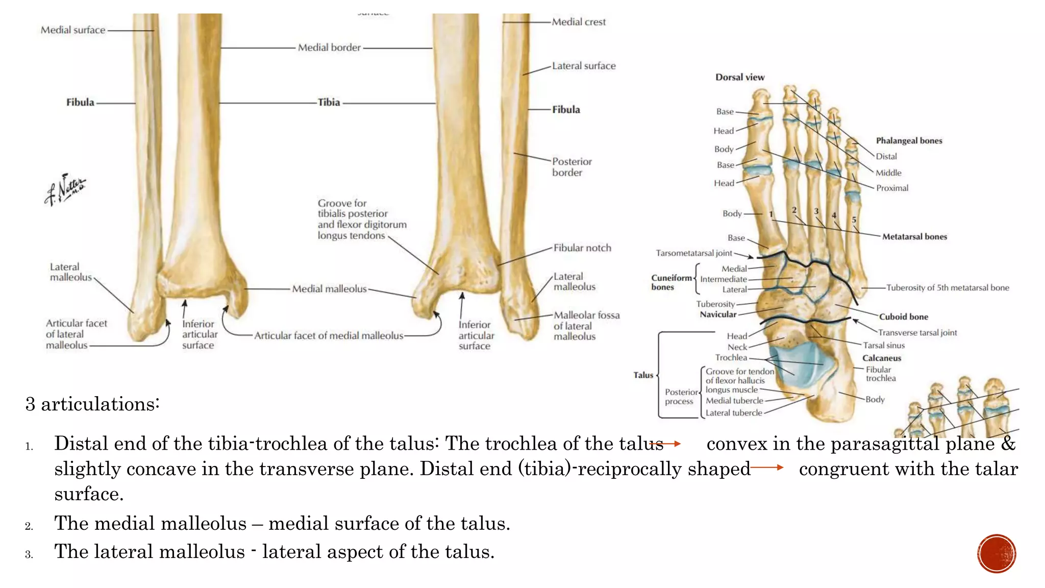 Anatomy of Ankle Joint | PPTX
