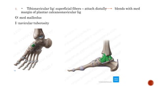Anatomy of Ankle Joint | PPTX