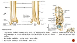 Anatomy of Ankle Joint | PPTX