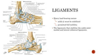 Anatomy of Ankle Joint | PPTX