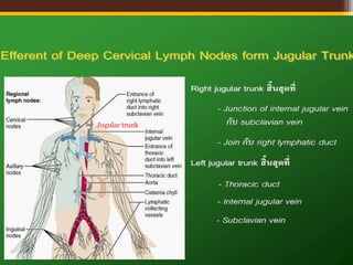 anatomy and management NHL | PPT