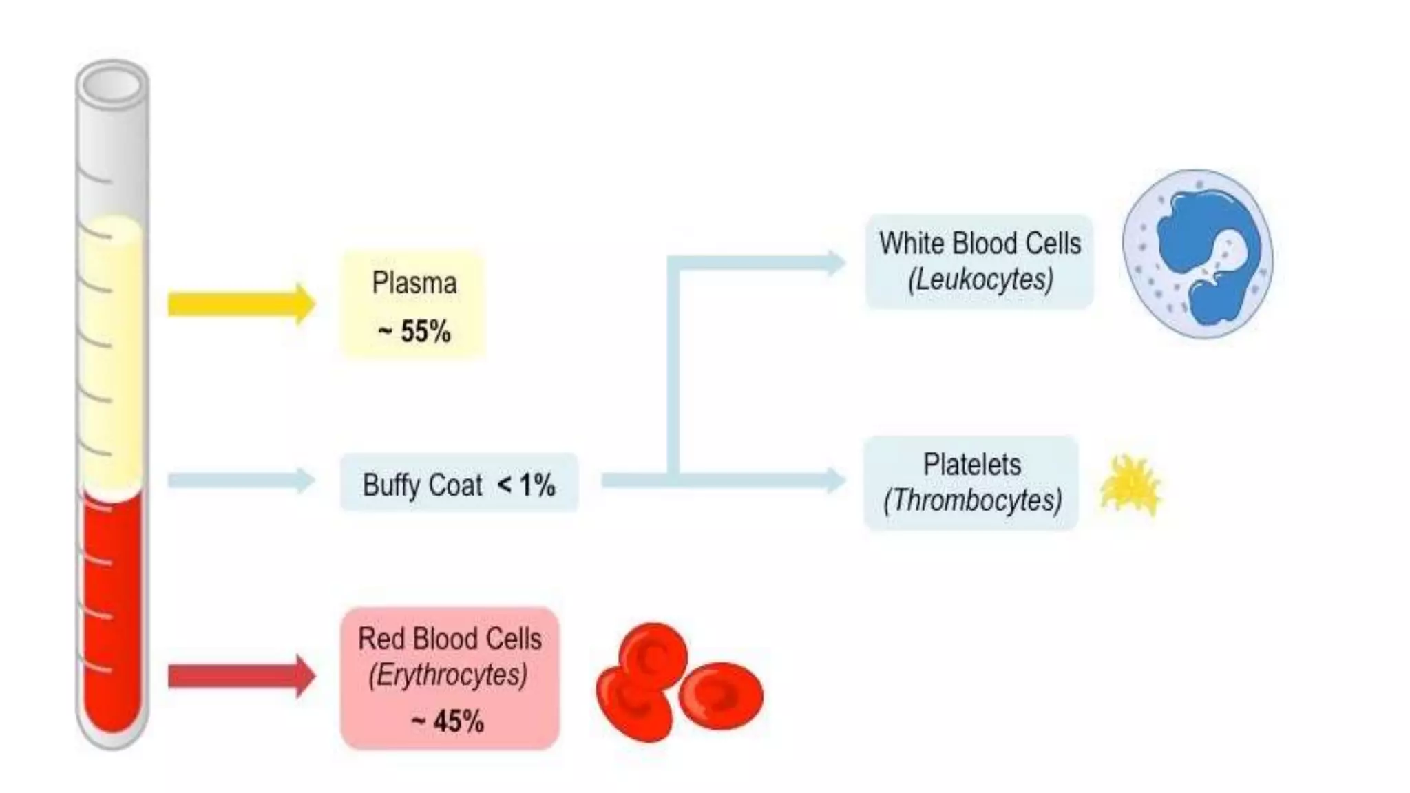 Blood - Compositions, Physical Characteristics and Functions | PPTX