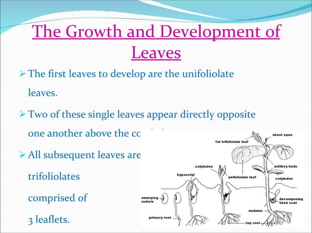 Pbl Presentation Plant Physiology | PPT