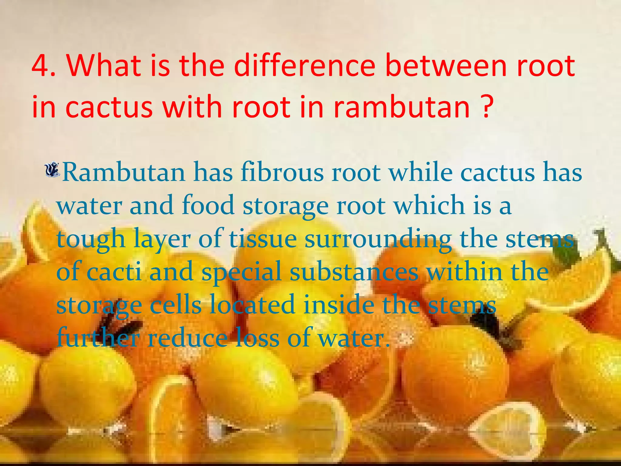 Pbl ( problem based learning) sem 1 plant anatomy | PPT