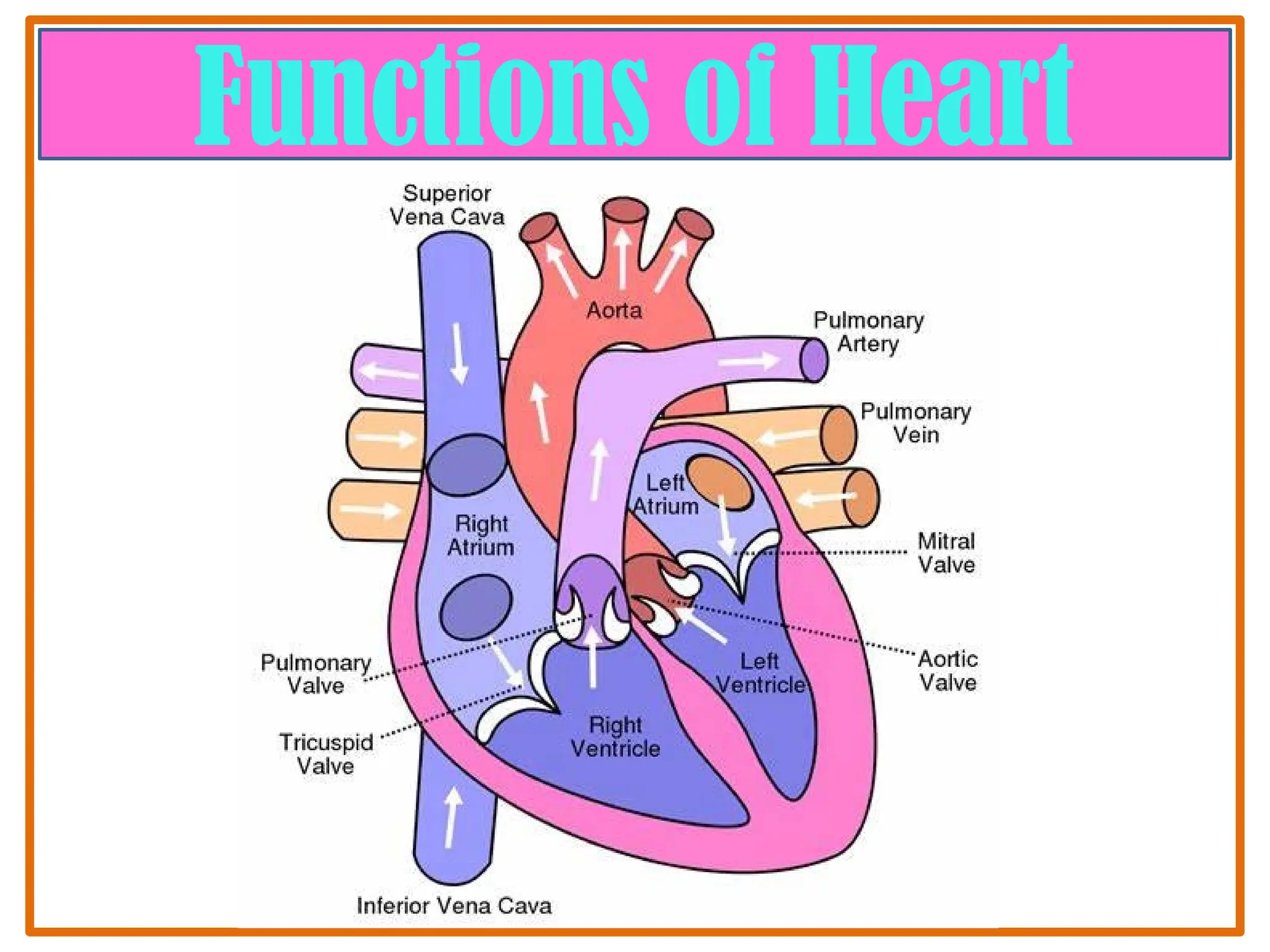"Transportation in Animals: Life’s Vital Journey" | PPT