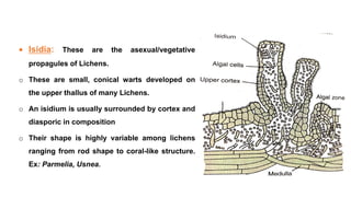 Lichens - A general Account | PDF