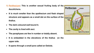 Lichens - A general Account | PDF