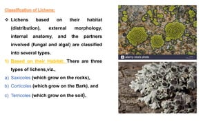 Lichens - A general Account | PDF