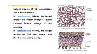 Lichens - A general Account | PDF
