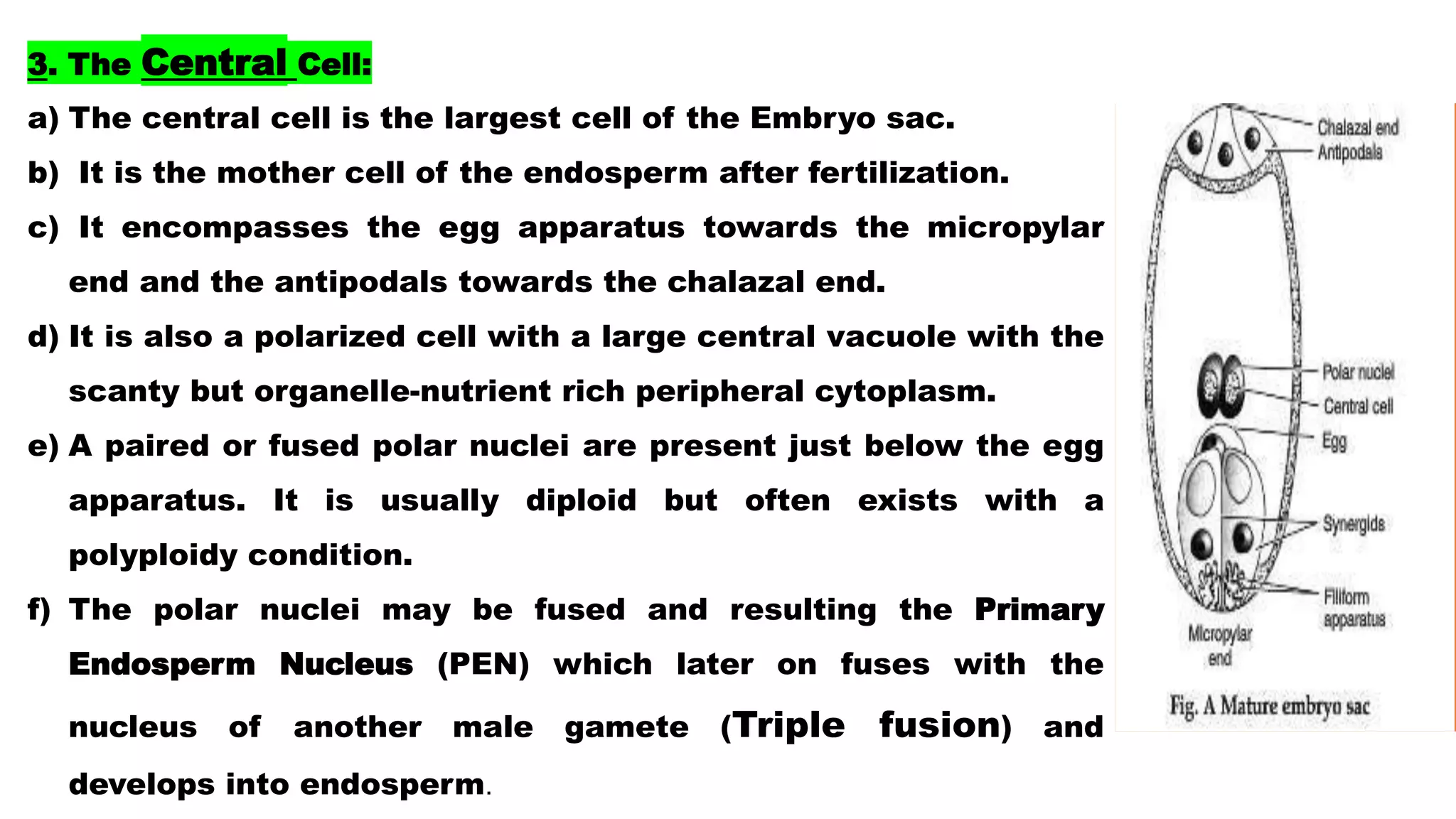 The Embryo sac Structure of Angiosperms | PPTX