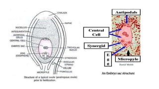 The Embryo sac Structure of Angiosperms | PPTX