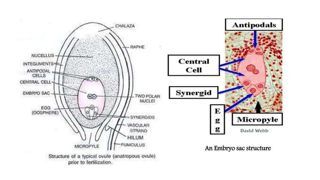 The Embryo sac Structure of Angiosperms | PPTX