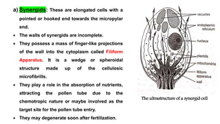 The Embryo sac Structure of Angiosperms | PPTX