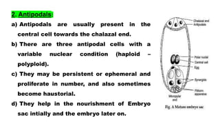 The Embryo sac Structure of Angiosperms | PPTX