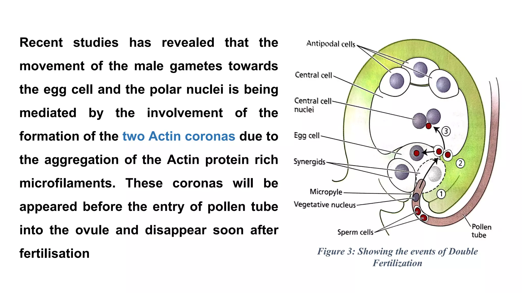 DOUBLE FERTILIZATION IN ANGIOSPERMS | PDF