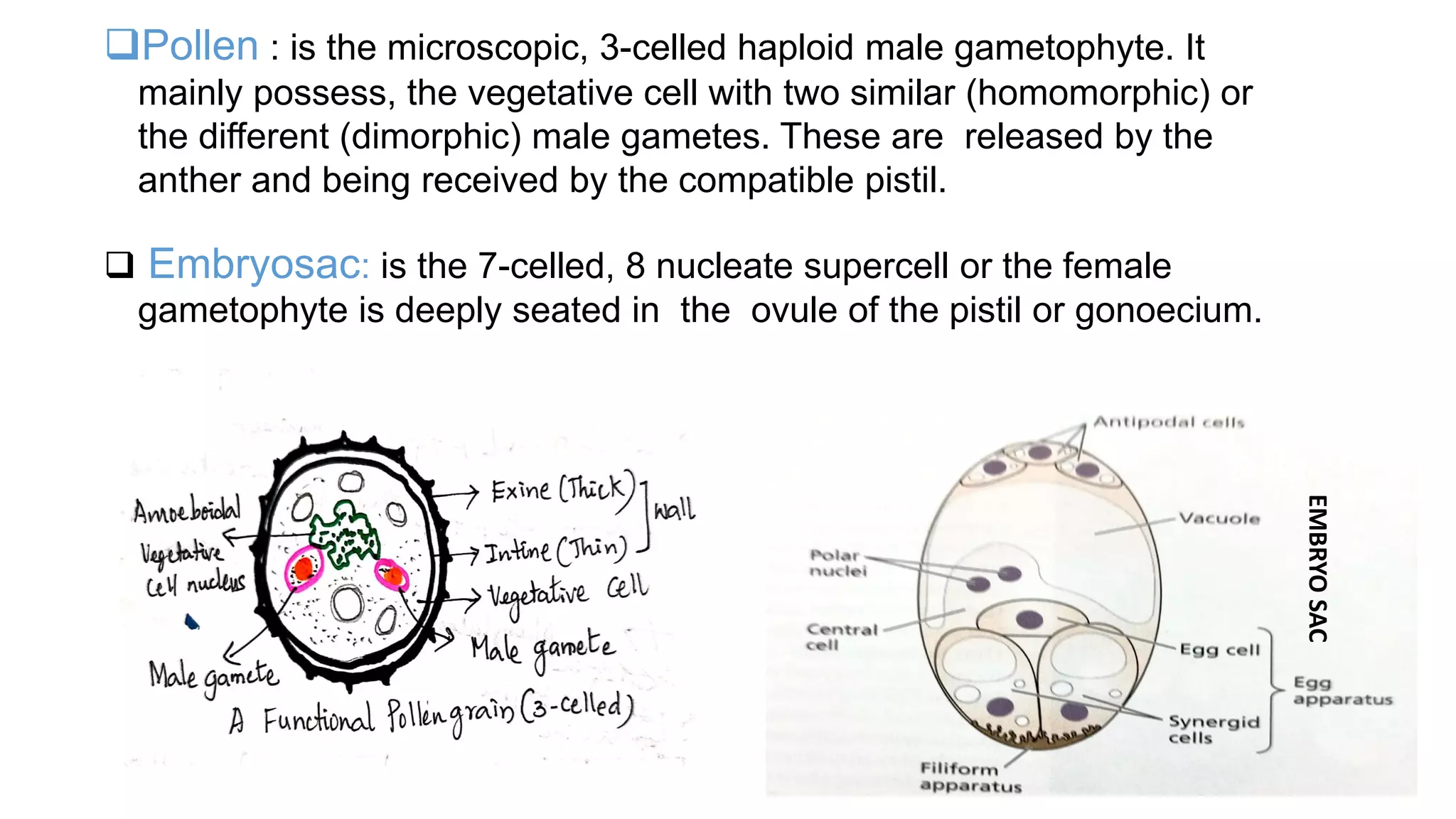 DOUBLE FERTILIZATION IN ANGIOSPERMS | PDF