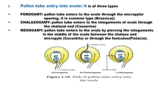 DOUBLE FERTILIZATION IN ANGIOSPERMS | PDF