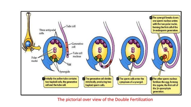 DOUBLE FERTILIZATION IN ANGIOSPERMS | PDF
