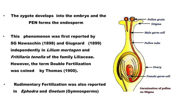 DOUBLE FERTILIZATION IN ANGIOSPERMS | PDF