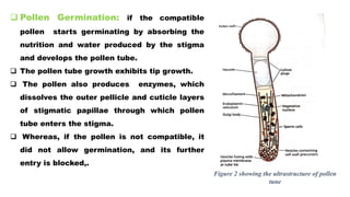 DOUBLE FERTILIZATION IN ANGIOSPERMS | PDF