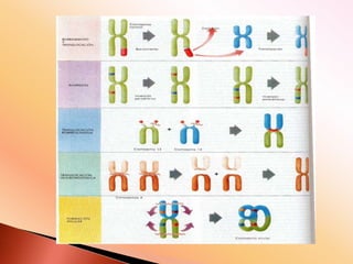 Sindromes | PPTX