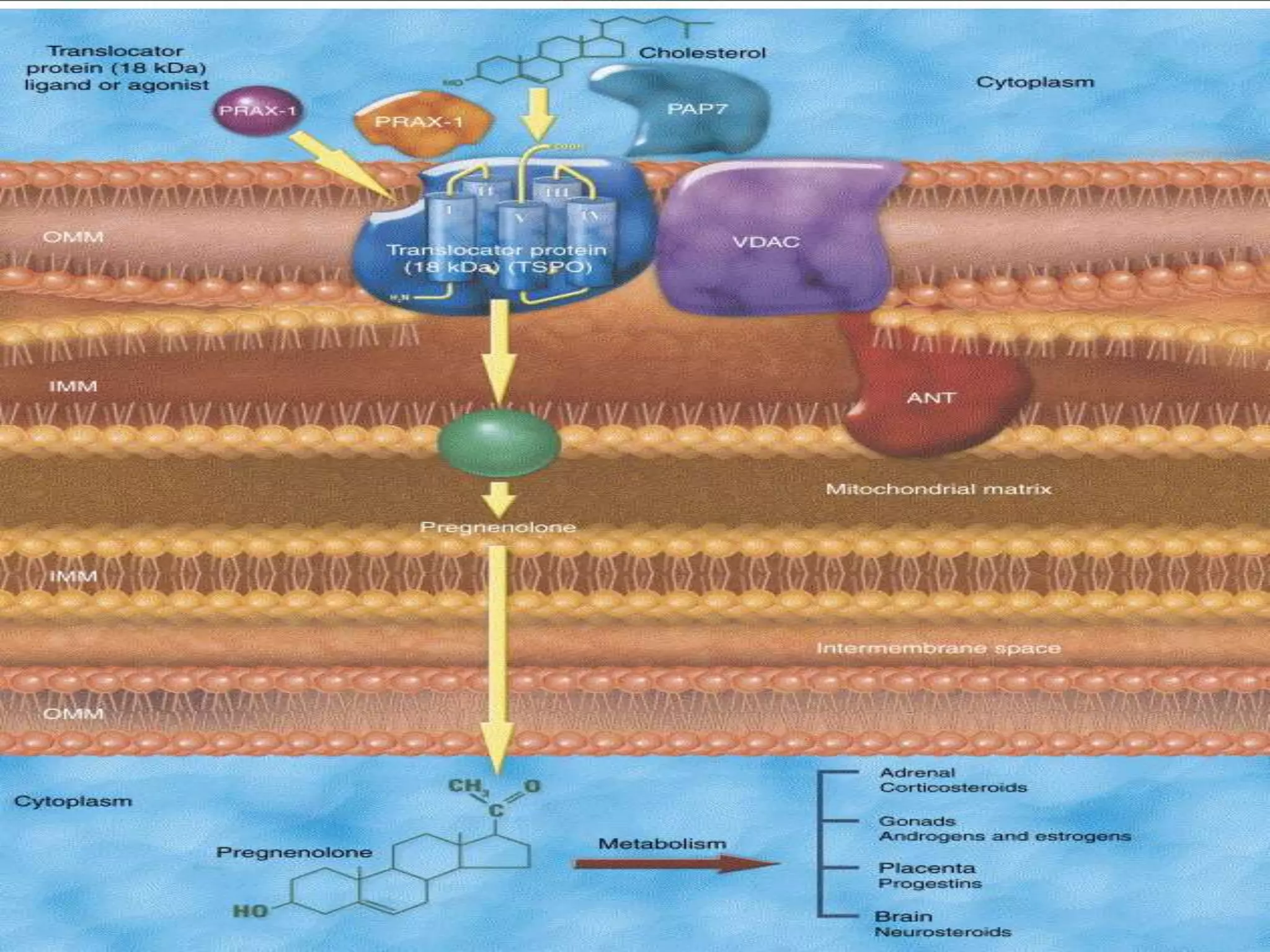 Peripheral Benzodiazepine Receptors | PPTX | Thyroid Disorders ...