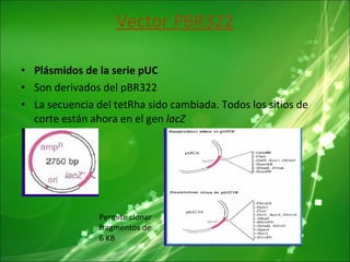 Vector PBR 322 | PPT