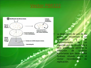 Vector PBR 322 | PPT