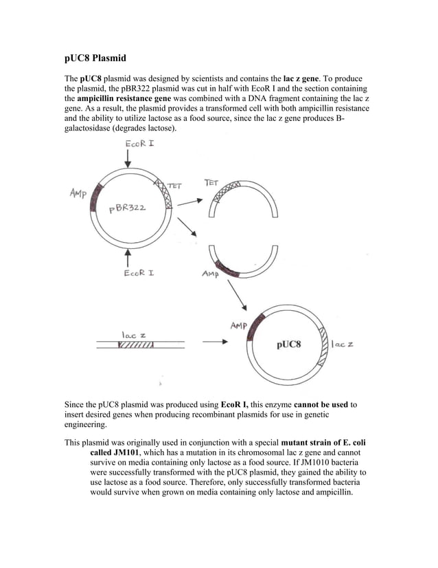 Pbr322 and puc8 plasmids | PDF